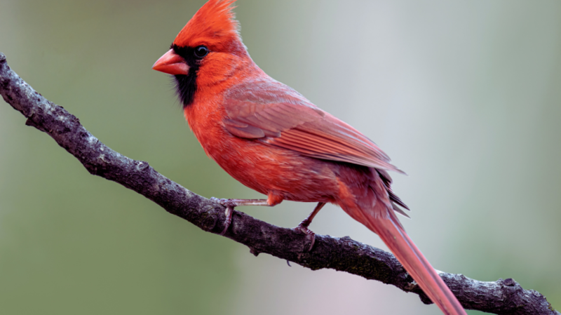 Where to Go in Polk County to Learn About Wildlife | LeBlanc Realty